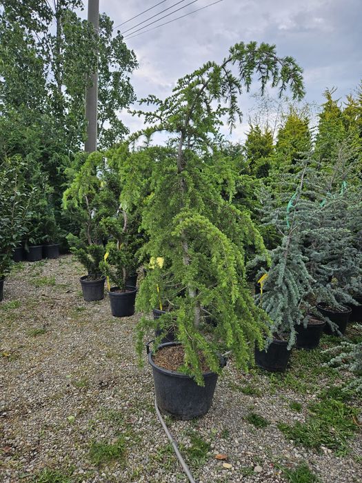 Cedru pendular de calitate superioară Iasi • OLX.ro