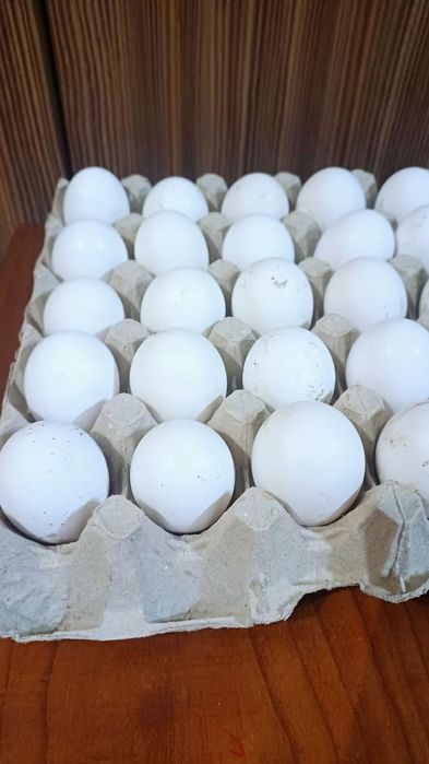 Oua incubat Italiana Argintie Aiud • OLX.ro