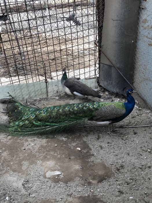 Pauni de vanzare Podari • OLX.ro