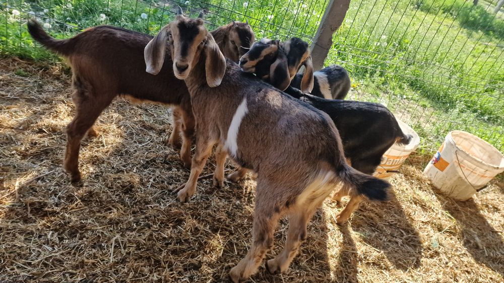 Ieduțe anglonubiene originale Ramnicu Sarat • OLX.ro