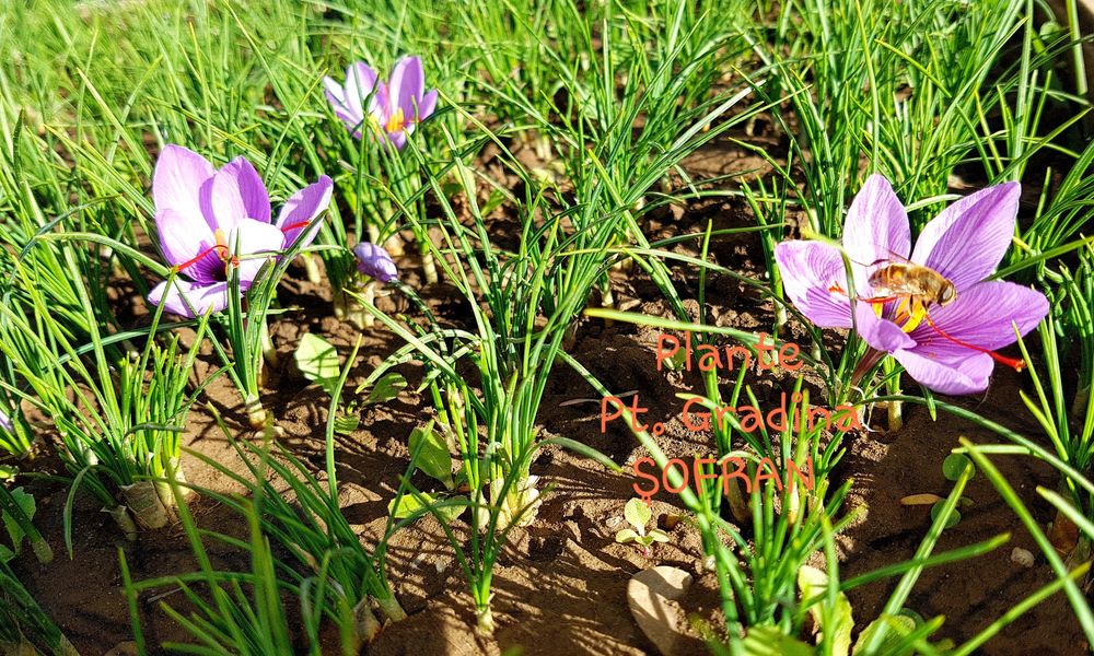 Bulbi Sofran - Zafferano - Crocus Sativus Bacau • OLX.ro