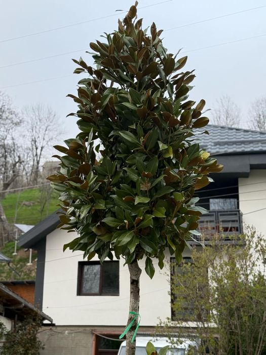 Magnolia grandiflora copac transport inclus Targoviste • OLX.ro
