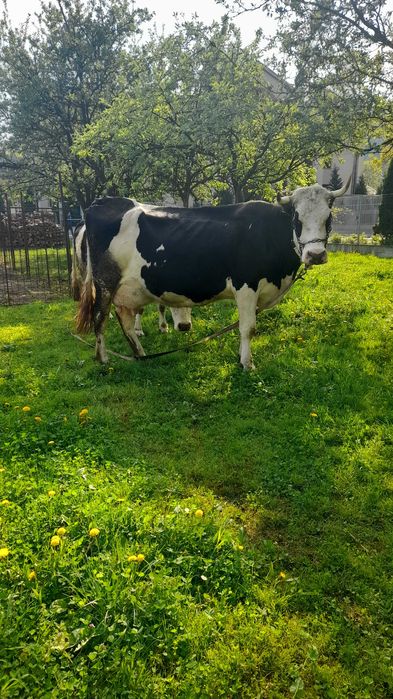 Vand vaca baltata pe negru de 7 ani este buna de lapte peste 20l Maguri ...