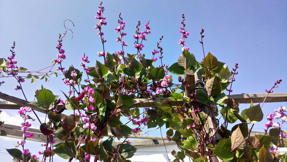 Гиацинтовые бобы Вьющаяся сирень Долихос Декоративная фасоль 70 штук ...