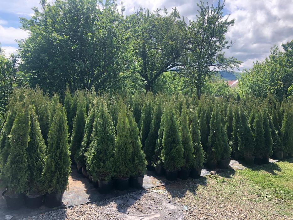 Tuia smaragd,si pomi fructiferi,arbusti Piatra Neamt • OLX.ro