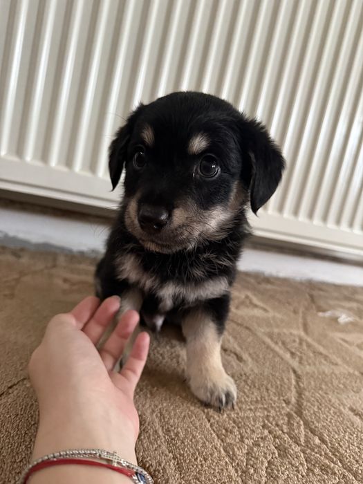 Catelusi spre adoptie Calinesti • OLX.ro