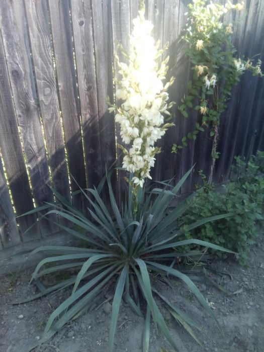 Yucca de grădină/ ghiveci ornamentală Targu Jiu • OLX.ro