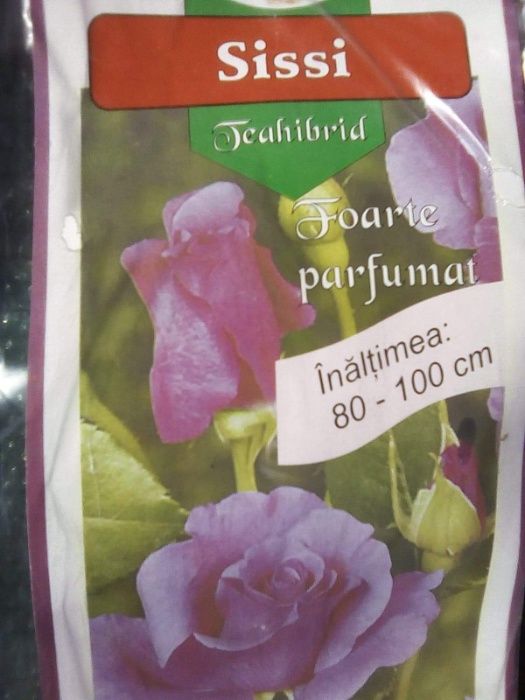 Oportunitate Butasi trandafiri tuia seminte legume gust etc Iasi • OLX.ro