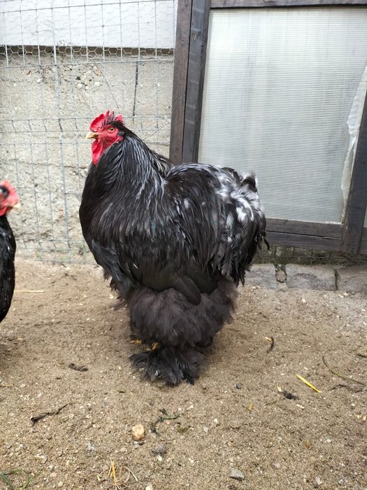 Pui cochinchina negru uriaș rasa pura poze cu parintii Craiova • OLX.ro
