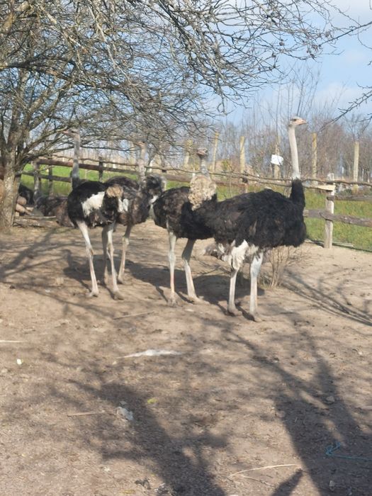 Vand struti adulti Sigau • OLX.ro