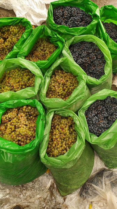 OFERTA Struguri negri (Merlot) pentru vin, Sahateni, Buzau, 3.7 lei kg ...