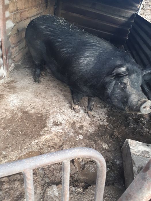 Свиня прасена 200 гр. Бяла • OLX.bg