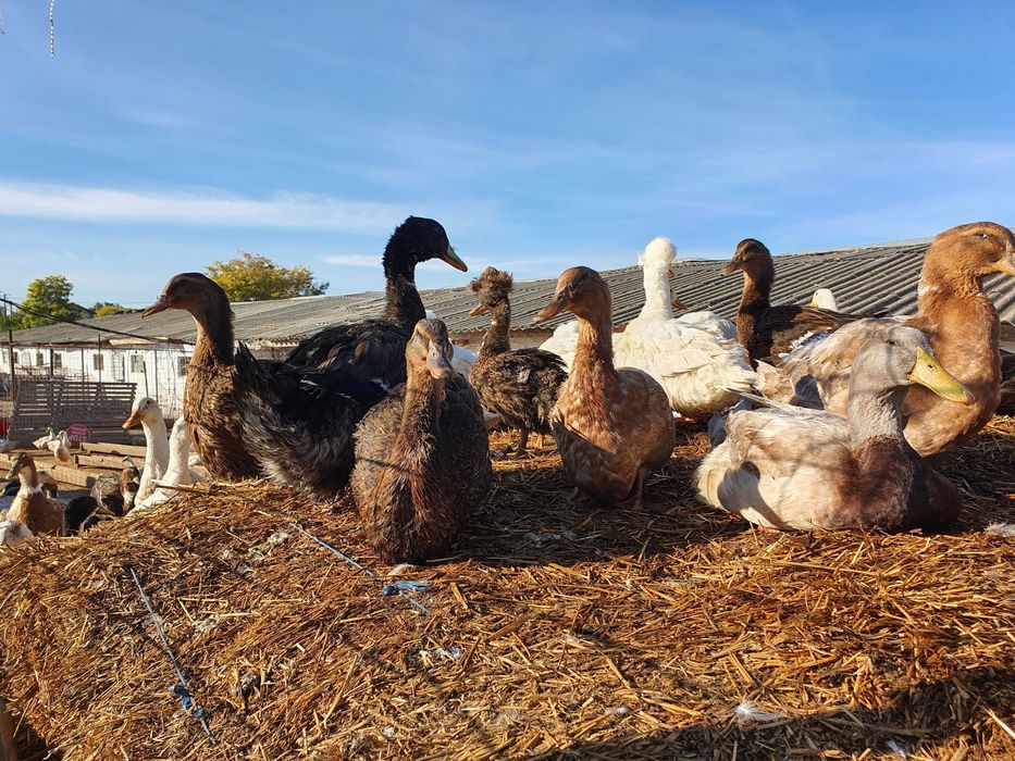 Boboci de rață gigant Isabella XXL Tulcea • OLX.ro