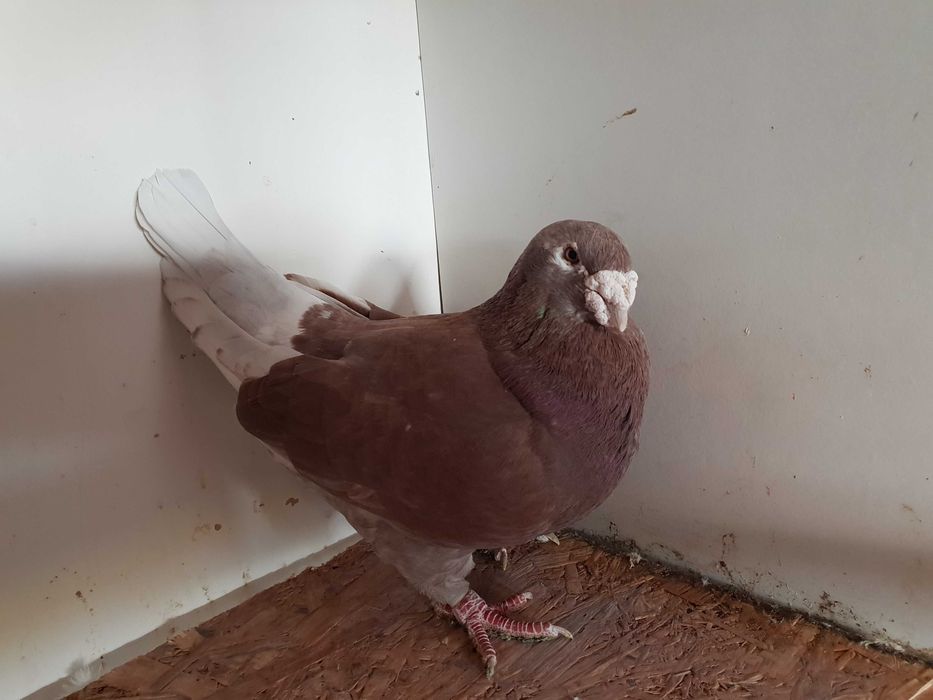 Porumbei voiajor standard Branesti • OLX.ro