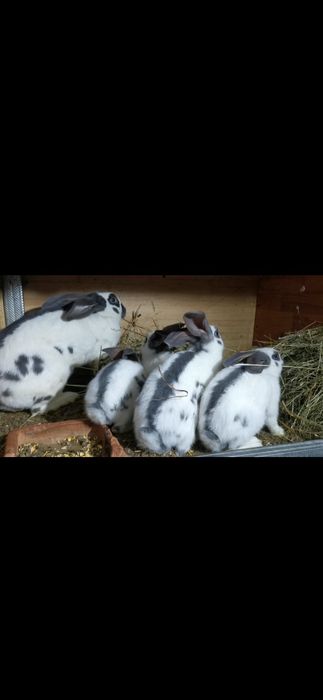 Schimb femela de fluture german cu tot cu pui Pitesti • OLX.ro