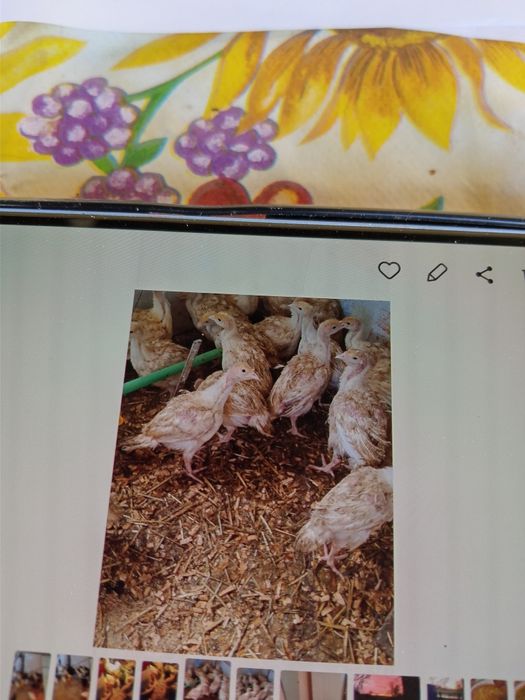 Vind pui de curcan 5saptamini Baia Sprie • OLX.ro