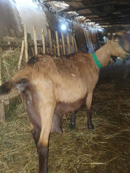 Vând capre alpine Turburea • OLX.ro