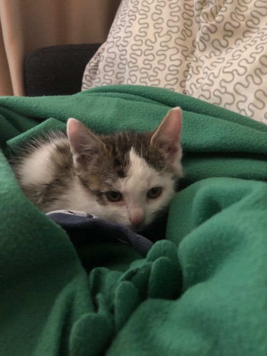 Adoptă un puiu de pisică mic si cuminte Arad • OLX.ro