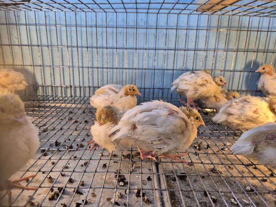 Vând pui de prepelita Bragadiru • OLX.ro