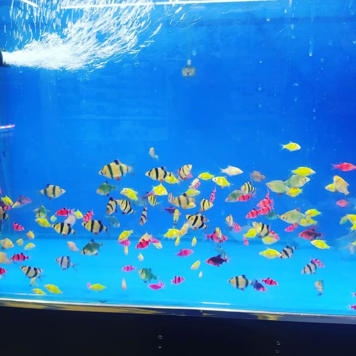 Baliq va akvarium magazin Sergilida: 10 000 so’m - Akvarium baliqlari Toshkent на Olx