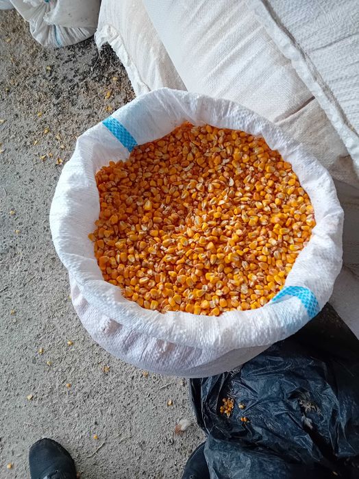 Vind porumb boabe Semi sticlos cantitati mici si mari,1,20 Targu Frumos ...