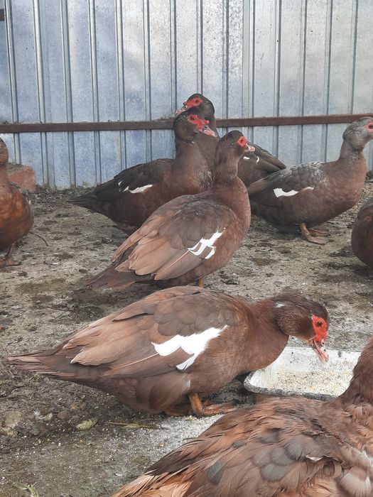 Rate ciocolatii ( mute ) Darasti-Ilfov • OLX.ro