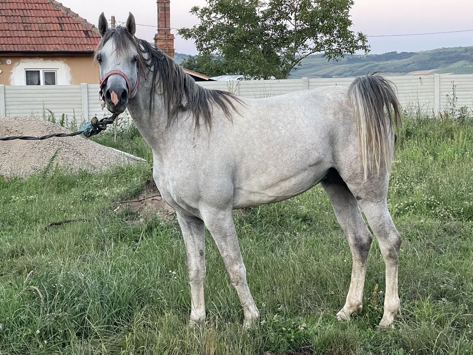 Cal pur sange arab Suplacu de Barcau • OLX.ro