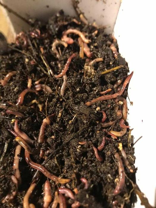 Râme de compost, ferma de râme, explicit pentru compostare Cluj-Napoca ...