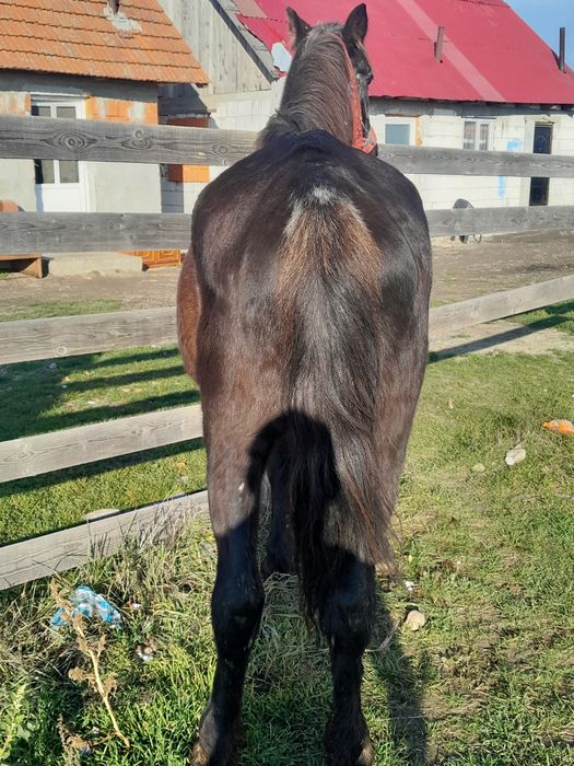 Cal de 7 ani merge foarte bine la căruță și în 1 și în 2 Livada de ...