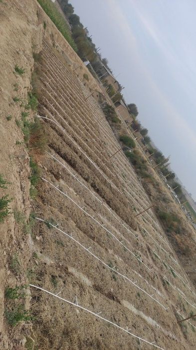 100% лик Сифатли Биогумус. Сифатига 300% кафолат: 800 so’m - Bog ...