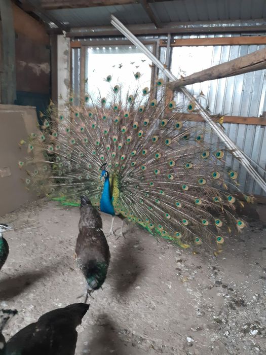 Pauni maturi si pui Buzau • OLX.ro