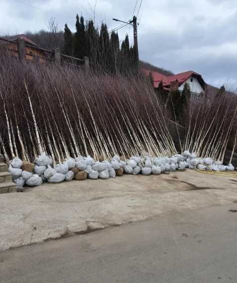 Mesteacan Tei Platan Salcii, Artar, Stejar , Copaci Foiosi Brasov • OLX.ro