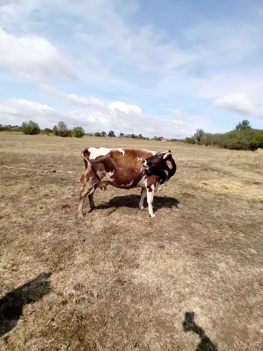 Vaca de vânzare!! La al 5 lea vițel!! Mirosi • OLX.ro