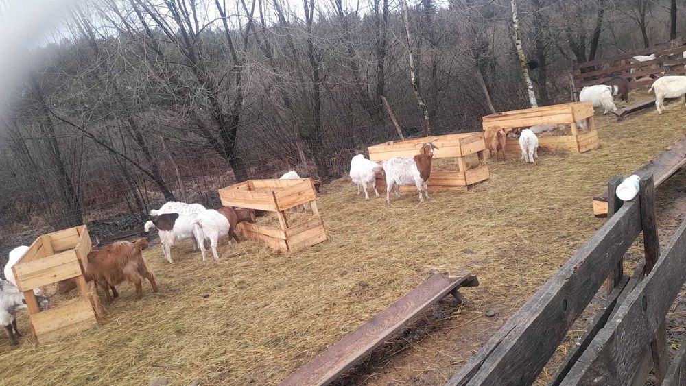 De vanzare capre Buren (boier) Miercurea-Ciuc • OLX.ro