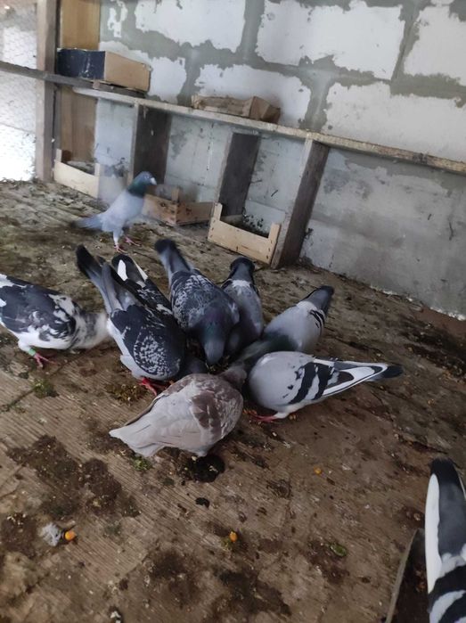 Vând pui de porumbei neieșiți la zbor și bătrâni cu clasări! Valea lui ...