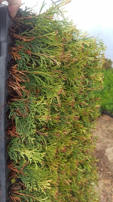 Tuia smaragd rasad la alveola de 144 plante Rastoaca • OLX.ro