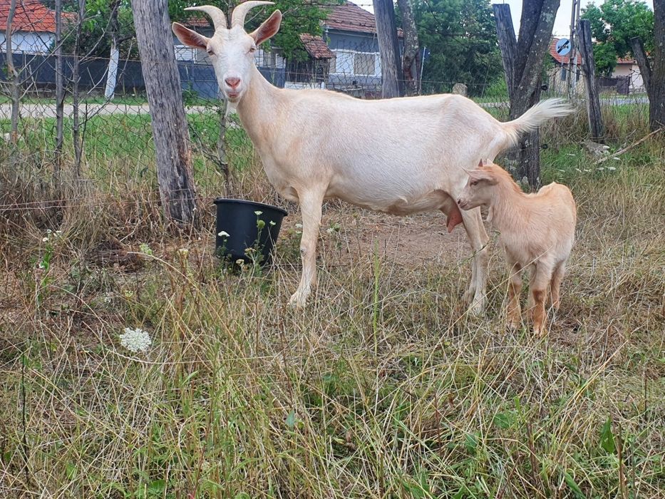 3 Capre de lapte si o ieduta Iosas • OLX.ro