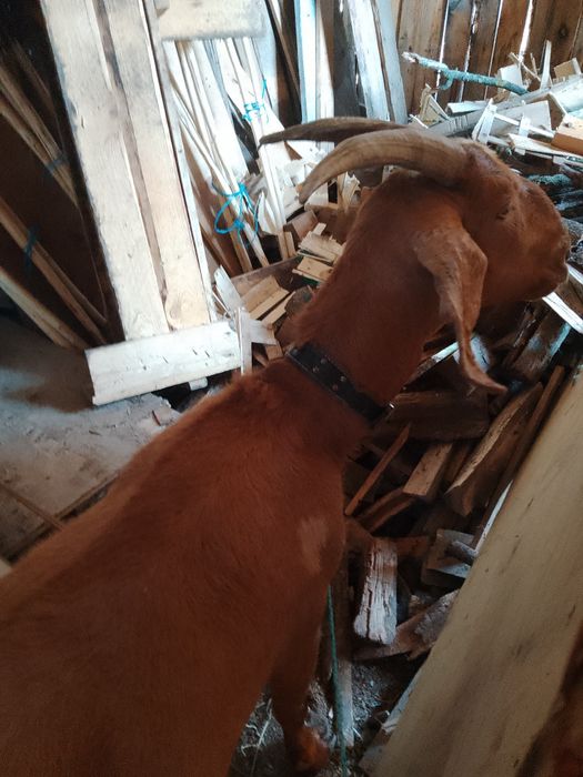 Vind capre Alpina Franceză mamă și fiică Mocira • OLX.ro