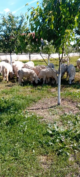 Miei de tinut pentru pretentiosi Livada • OLX.ro