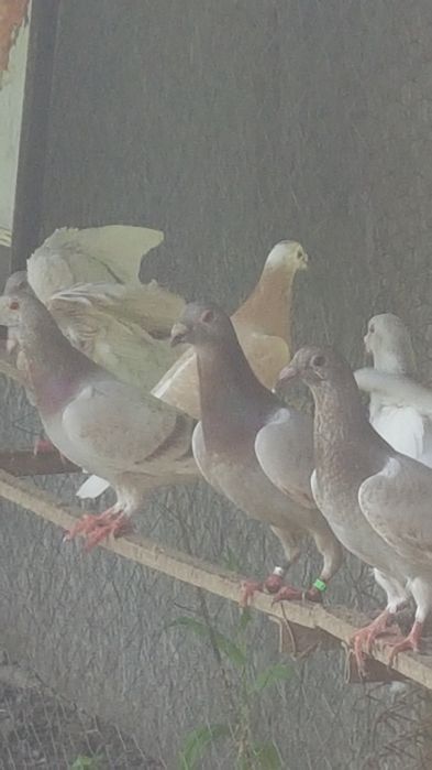 Porumbei voiajor argintii Galati • OLX.ro