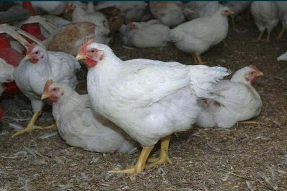 -1kg-1,2kg -1,5kg-1,6kg PUI RASA MIXTĂ PORUMBAC , ALB DE CARNE Braila ...