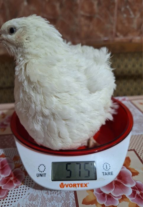 Prepelite giganta polara, Tuxedo-Tibetana, jumbo-gold ,celadon Baicoi ...