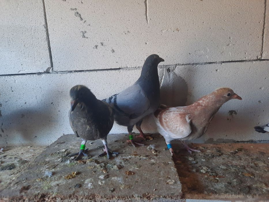 Porumbei pui de anul acesta voiajori neiesiți la zbor și bătrâni ...