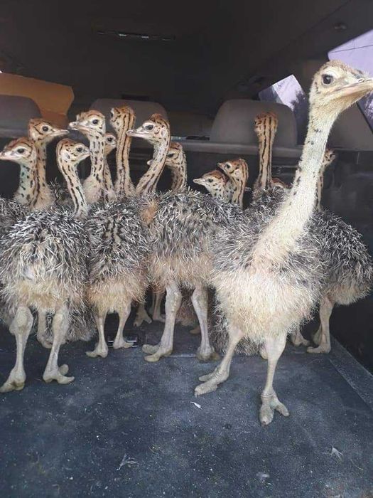 Pui de struti negru african Teremia Mare • OLX.ro