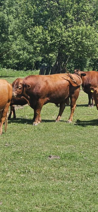 Vând vaci Angus tinere Arad • OLX.ro