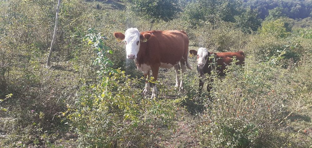Vacii juninci de vânzare 2 x 3 ani montate și cu viței între ele.etc ...