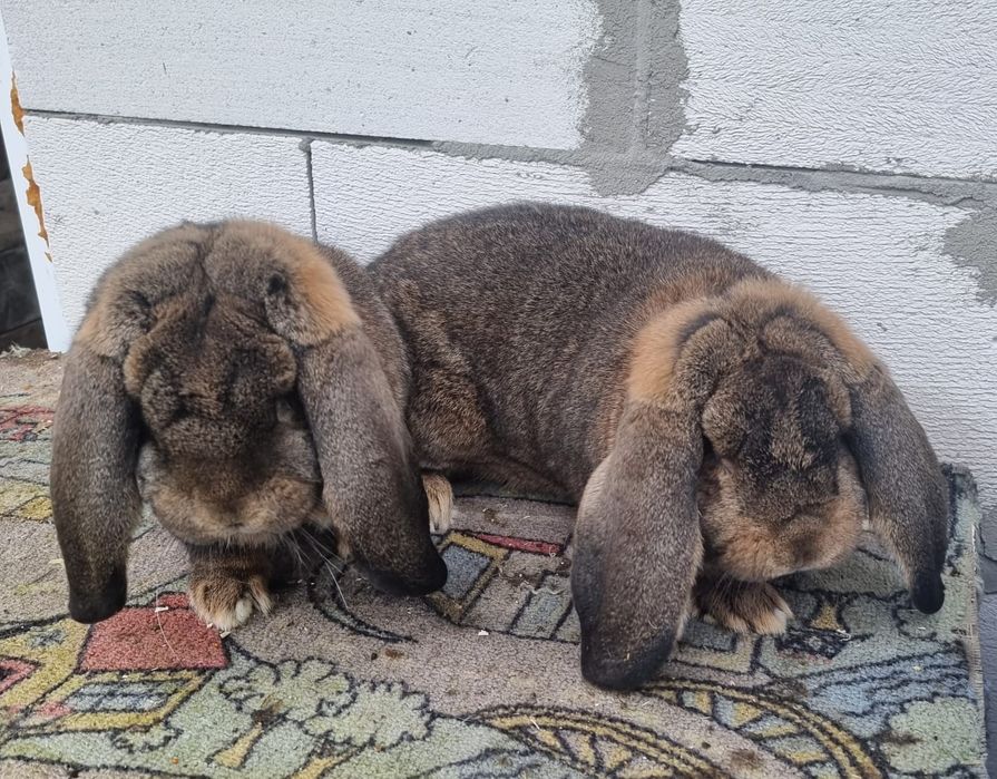 Iepuri Berbec German. Bistrita • OLX.ro