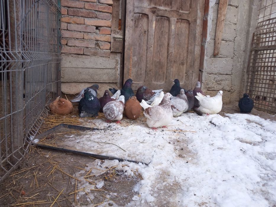 Porumbei rasa de carne huble. Schitu • OLX.ro