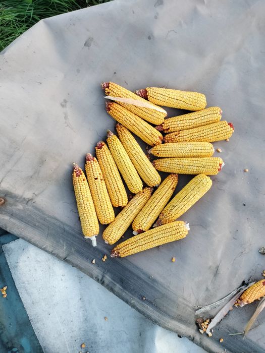 Vând Porumb Stiuleți producție 2024 .Se poate și sfărmat. Oradea • OLX.ro