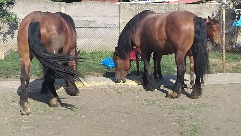 Vand sau schimb cai armăsar si iapa cu manz Jamu Mare • OLX.ro